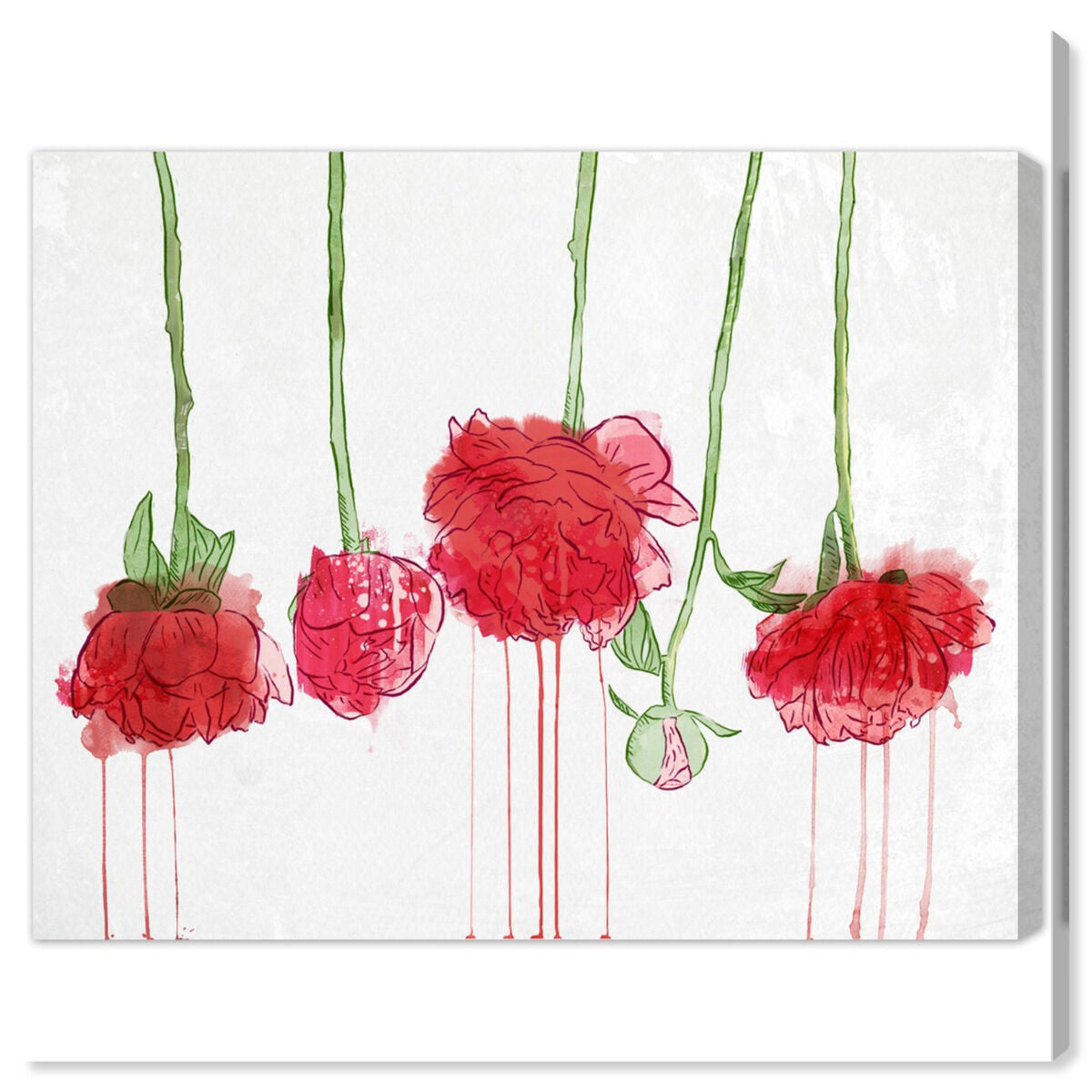 Drying Carnations | By Oliver Gal