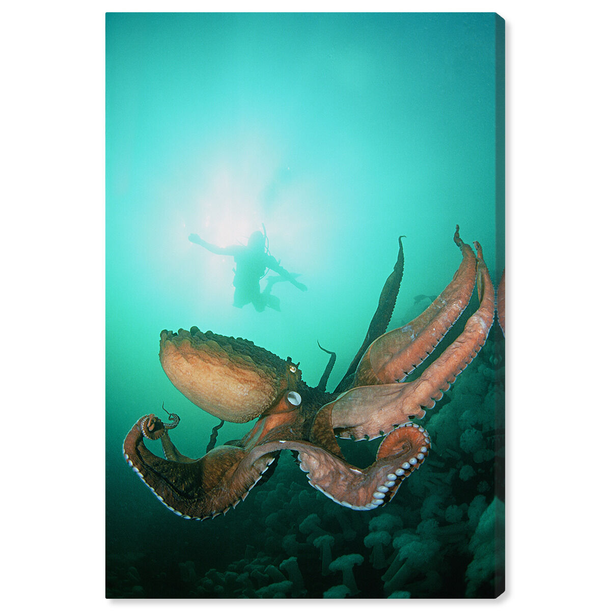 Giant Pacific Octopus by David Fleetham | By Oliver Gal