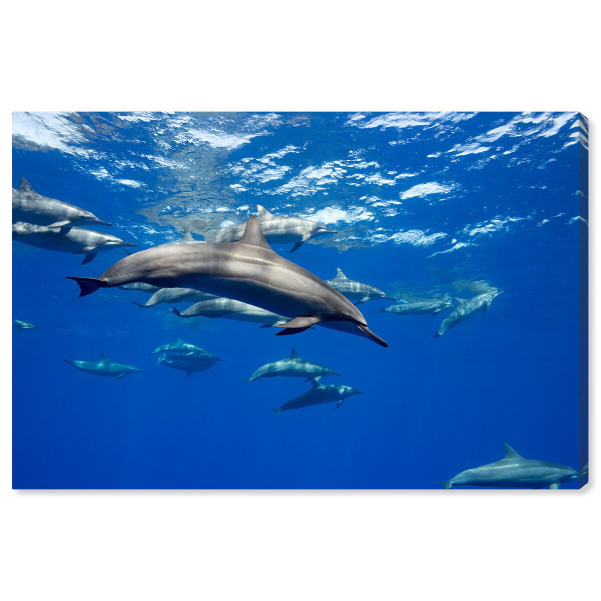 Large Group of Spinner Dolphins by David Fleetham | By Oliver Gal