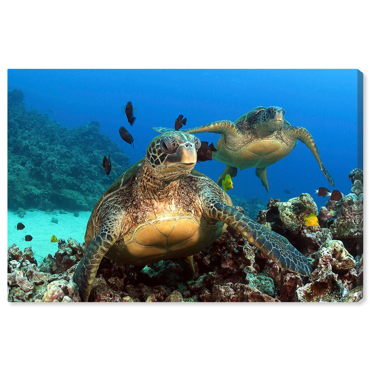 Two Green Sea Turtle by David Fleetham | By Oliver Gal