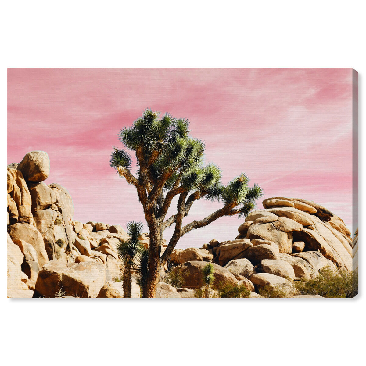 Joshua Tree Pink | Nature and Landscape Wall Art by Oliver Gal