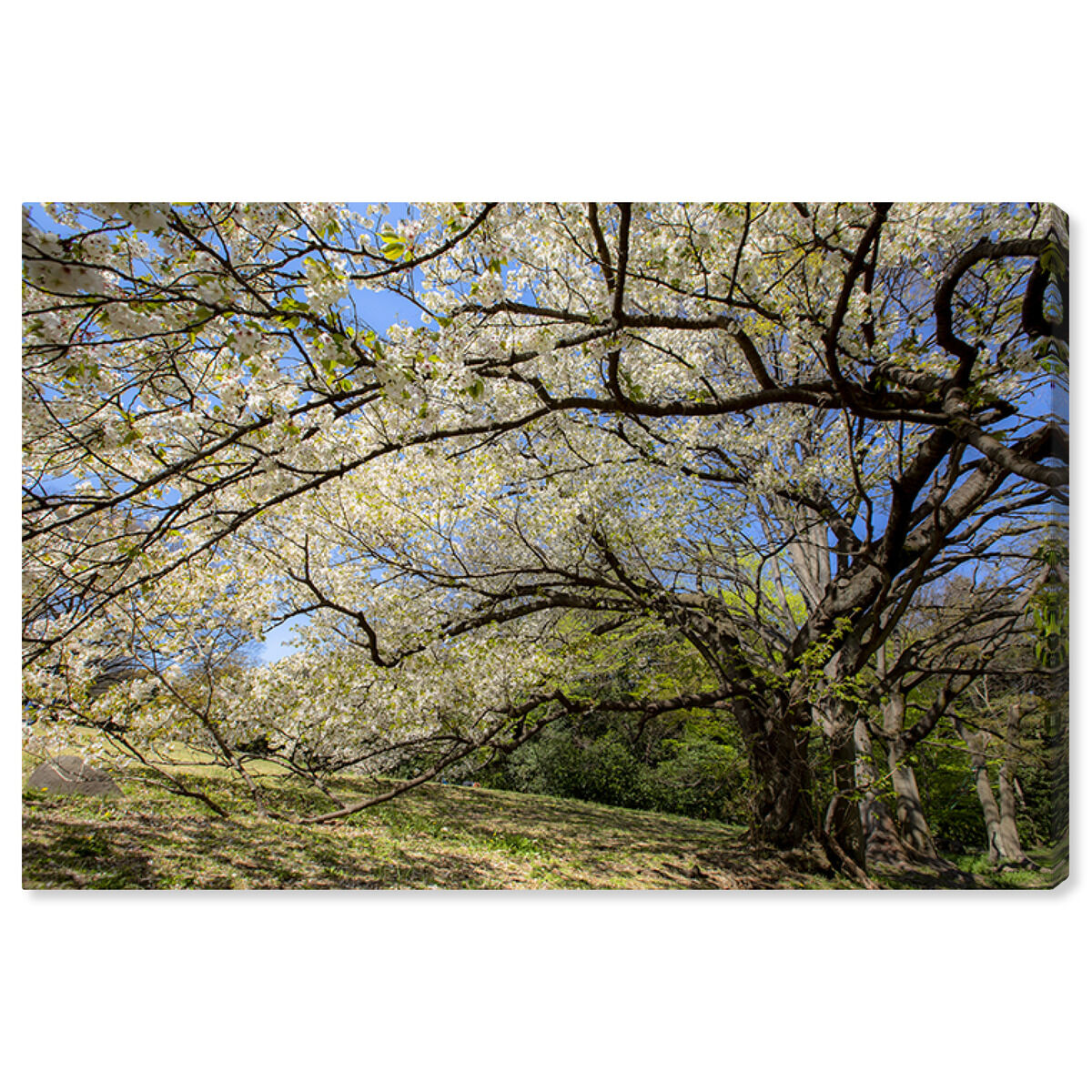 Curro Cardenal - Under the Tree | Floral and Botanical Wall Art by The ...
