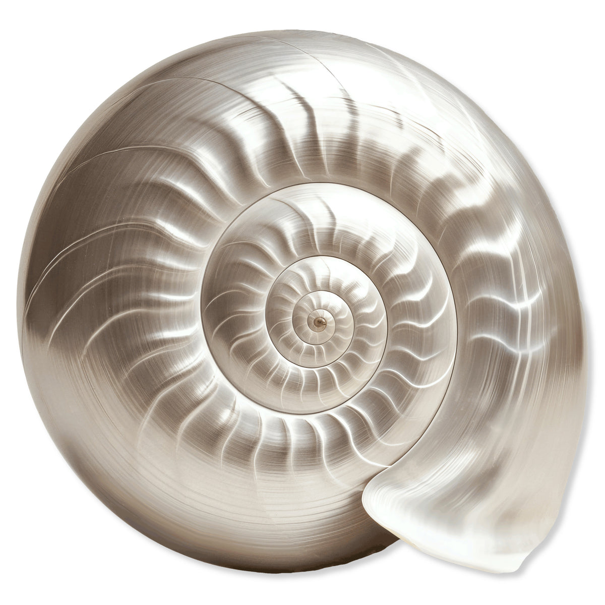 Shell Diecut II | Animals Wall Art by Oliver Gal